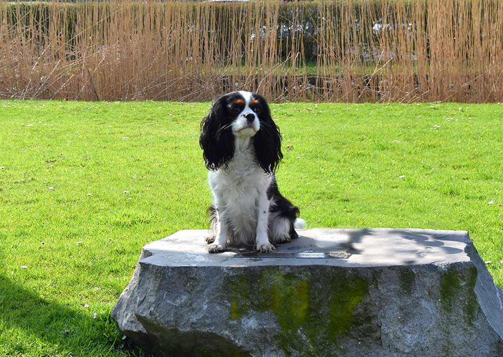 6 Weetjes voor een gelukkige hond - Hondsdol